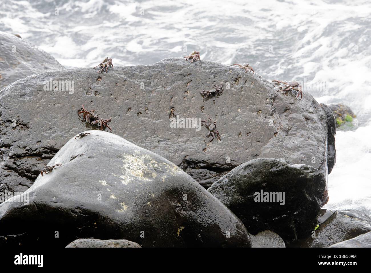 Mudskippers hi-res stock photography and images - Alamy