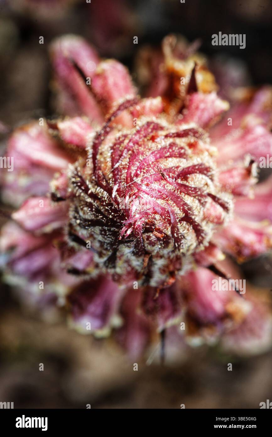 Ivy broomrape (Orobanche hederae), a parasitic wildflower with pale ...