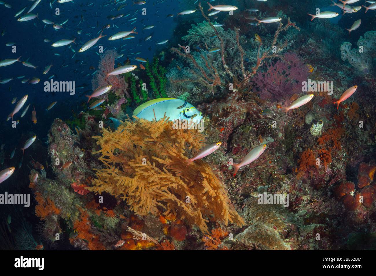 Diving in the incredibly wondrous underwater world of West Papua. West ...
