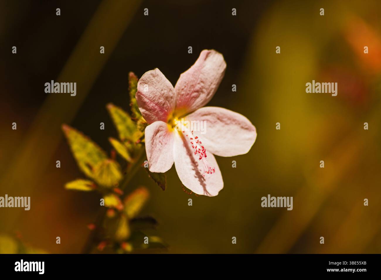 Pink swampmallow hi-res stock photography and images - Alamy