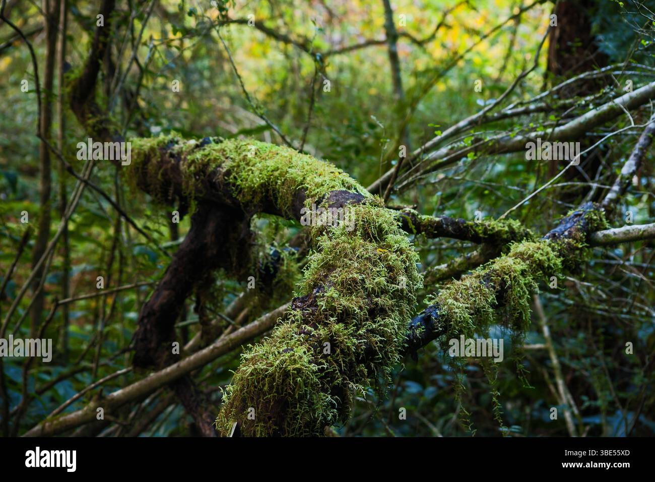 Rainforest moss hi-res stock photography and images - Alamy