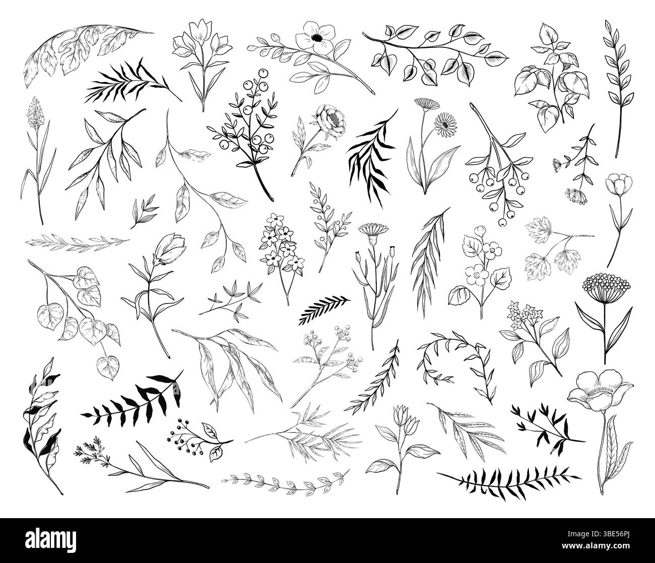 Line leaves. Flower and different branches with leaf, plant or tree ...