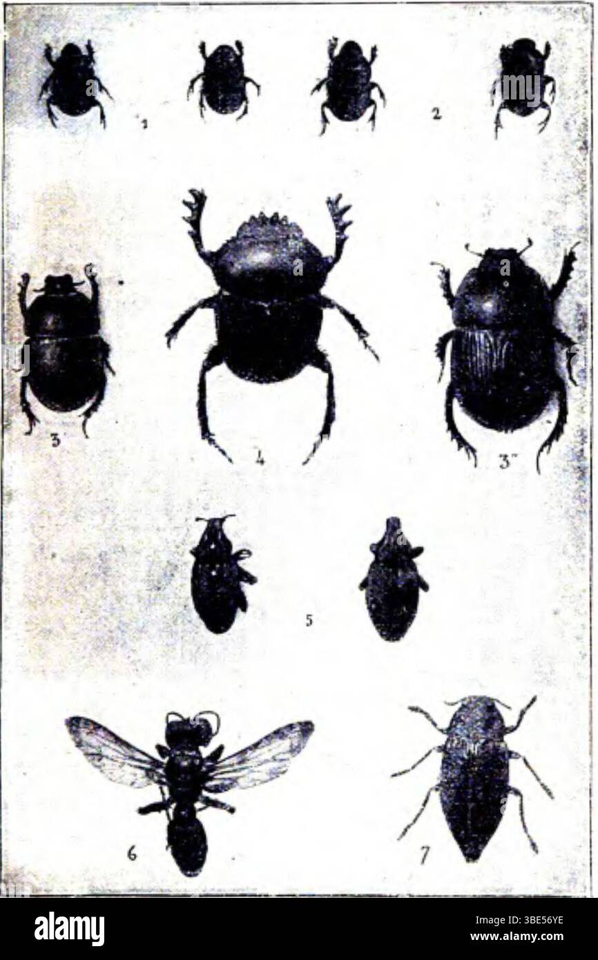 Jean-Henri Fabre - La vida de los insectos (page 107 crop Stock Photo ...