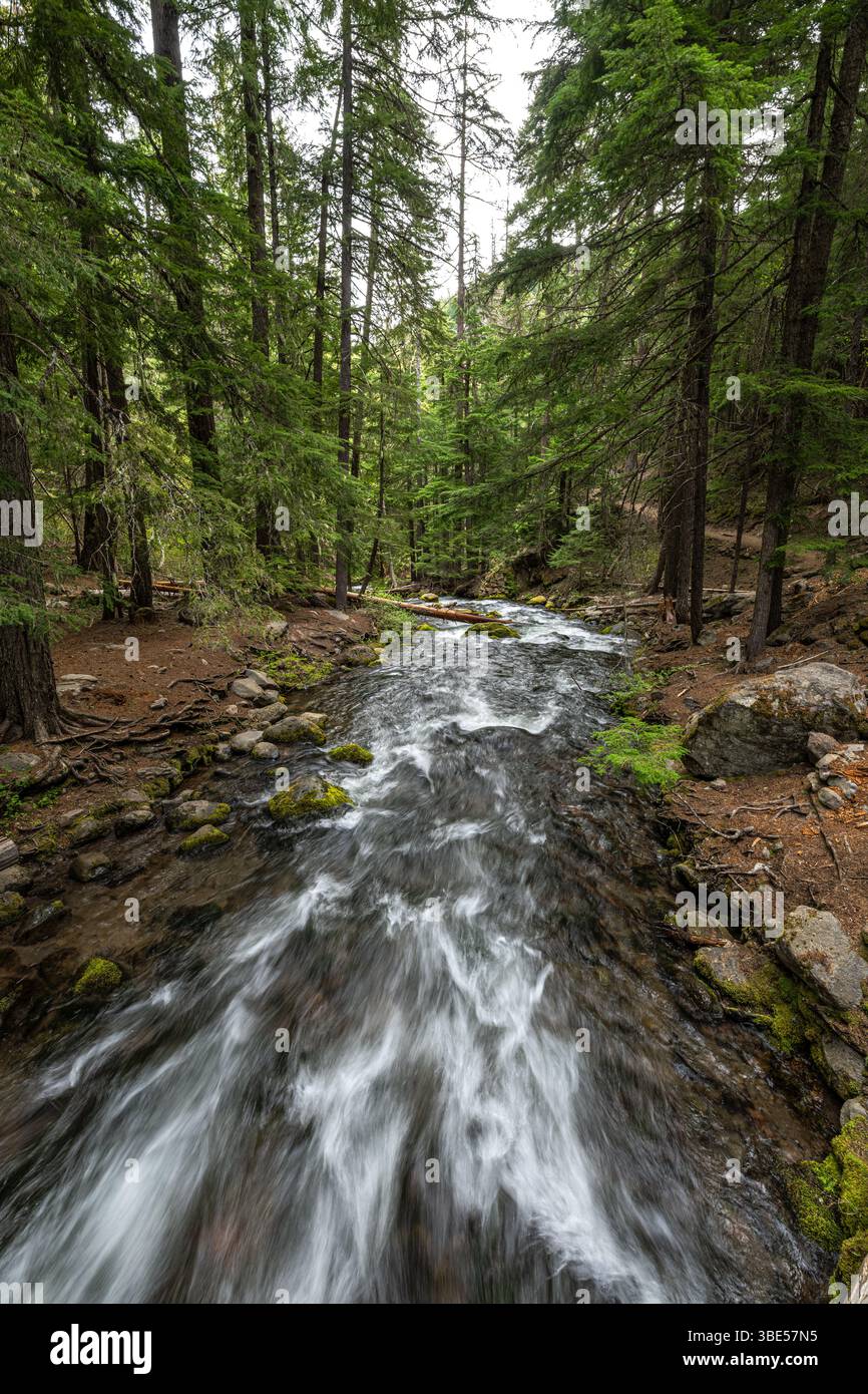 Cold Spring Creek along the Trail to the Tamanawas Falls in Oregon ...