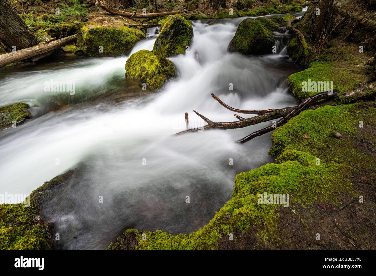 Cold Spring Creek along the Trail to the Tamanawas Falls in Oregon ...