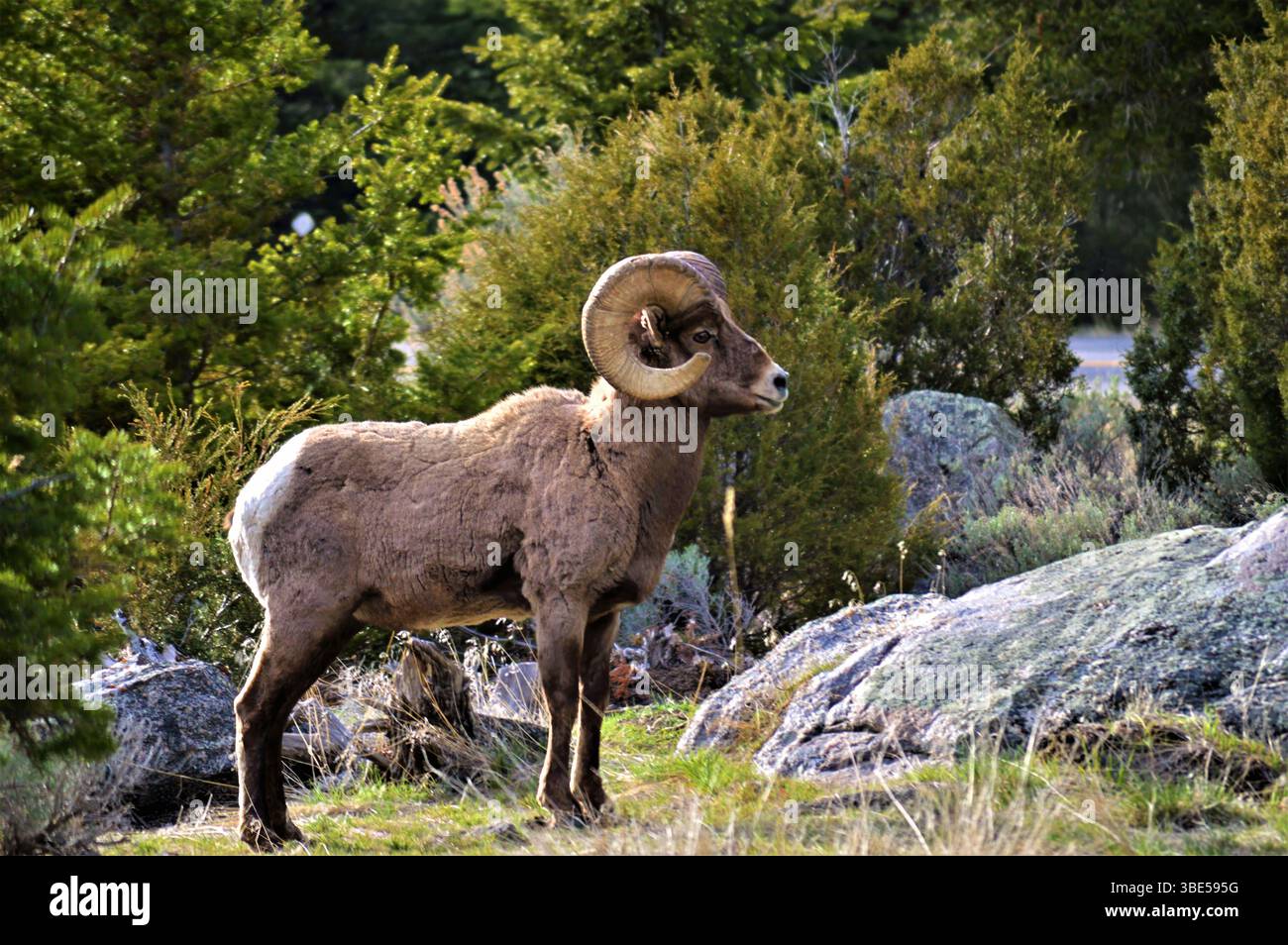 Buff horn hi-res stock photography and images - Alamy