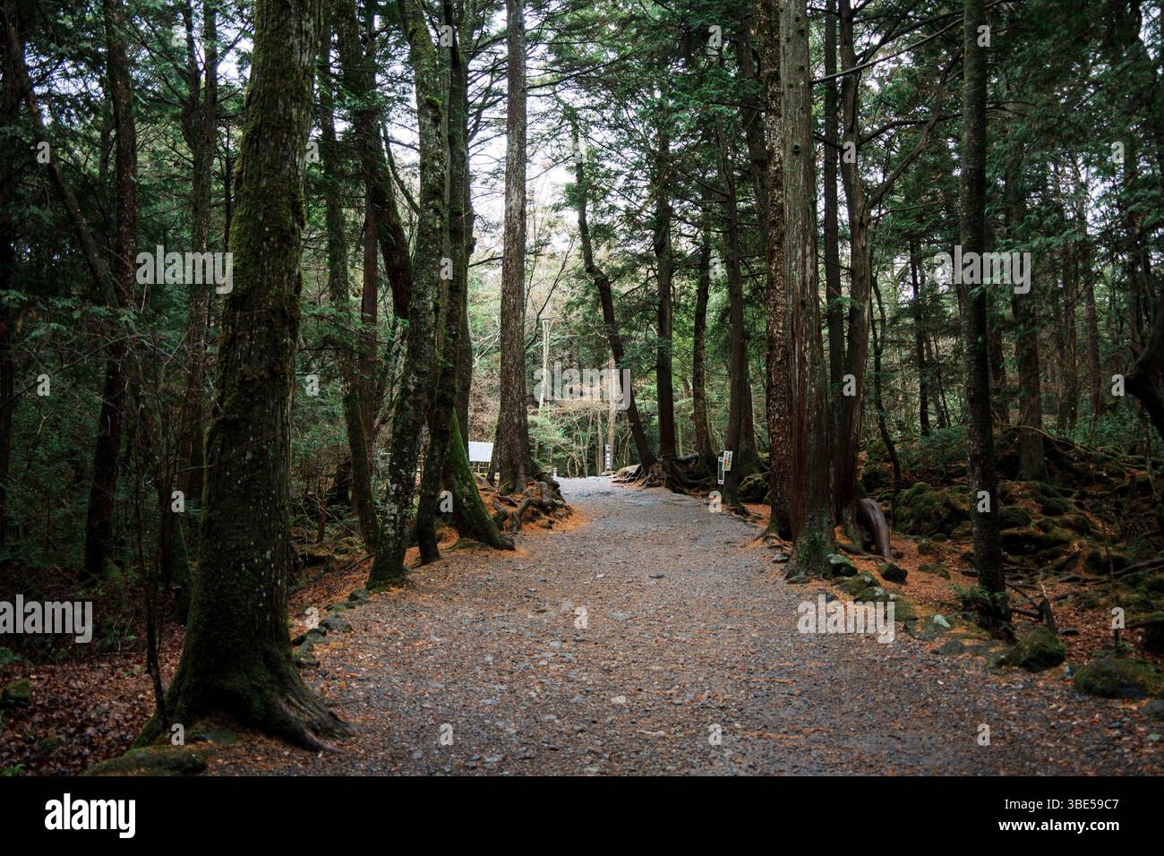 Dense, verdant Aokigahara Forest trails with mossy roots, rugged ...
