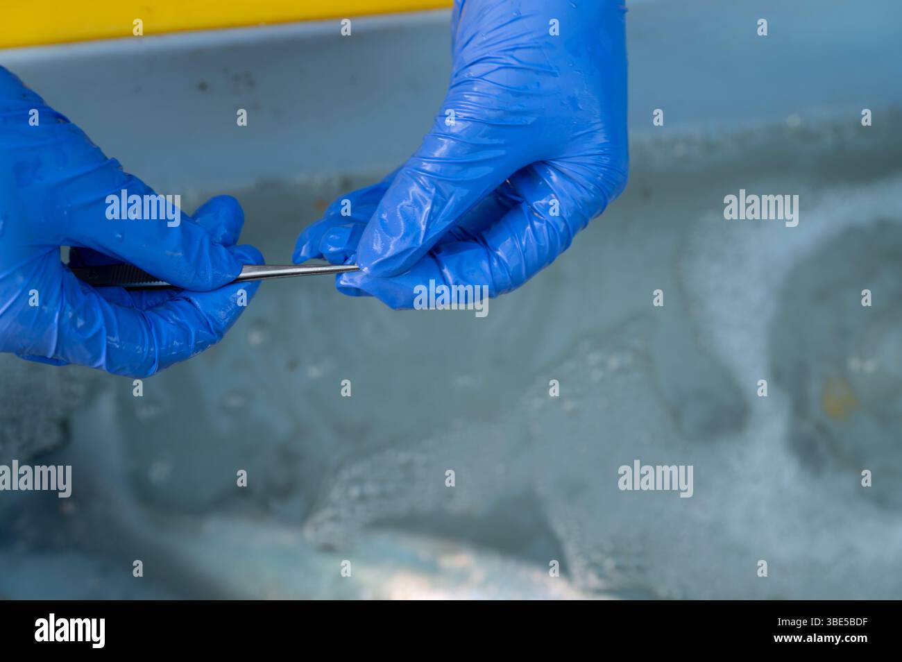 Fish scale being removed with forceps by researcher Stock Photo - Alamy