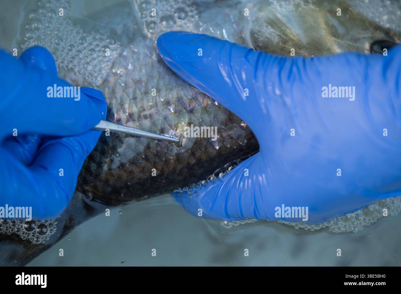 Fish scale being removed with forceps by researcher Stock Photo - Alamy