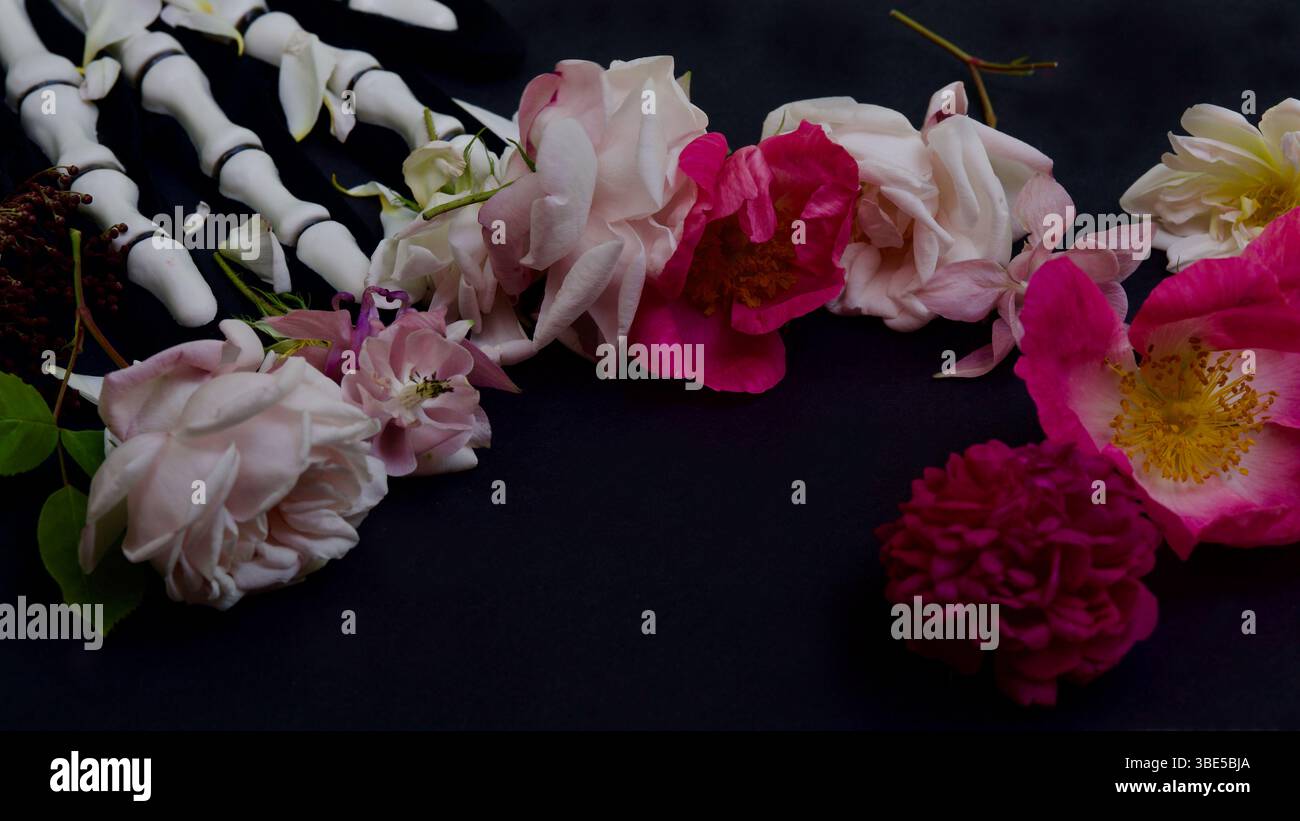 Beautiful garden roses and a skeleton hand. Concept of transience Stock ...