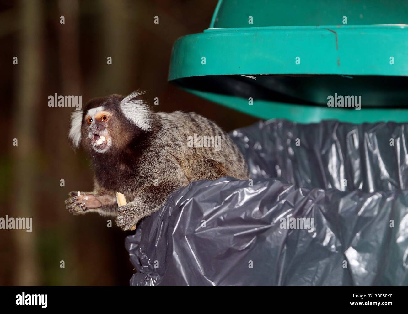 May 27, 2025, Rio De Janeiro, Rio De Janeiro, Brazil: A marmoset ...