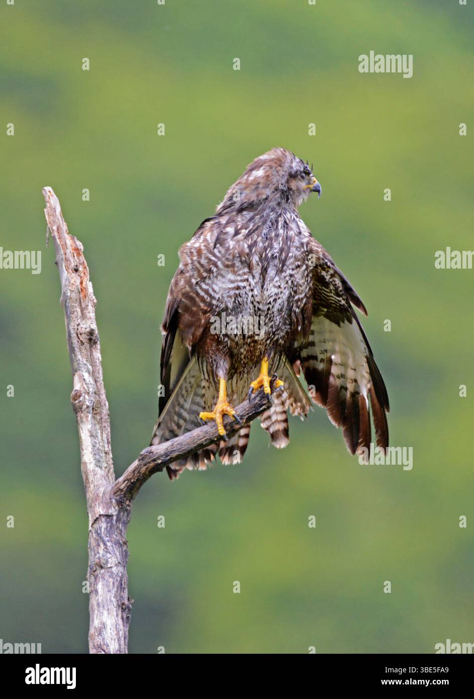 A female buzzard drying out whilst at rest on a branch in BENDERLOCH ...