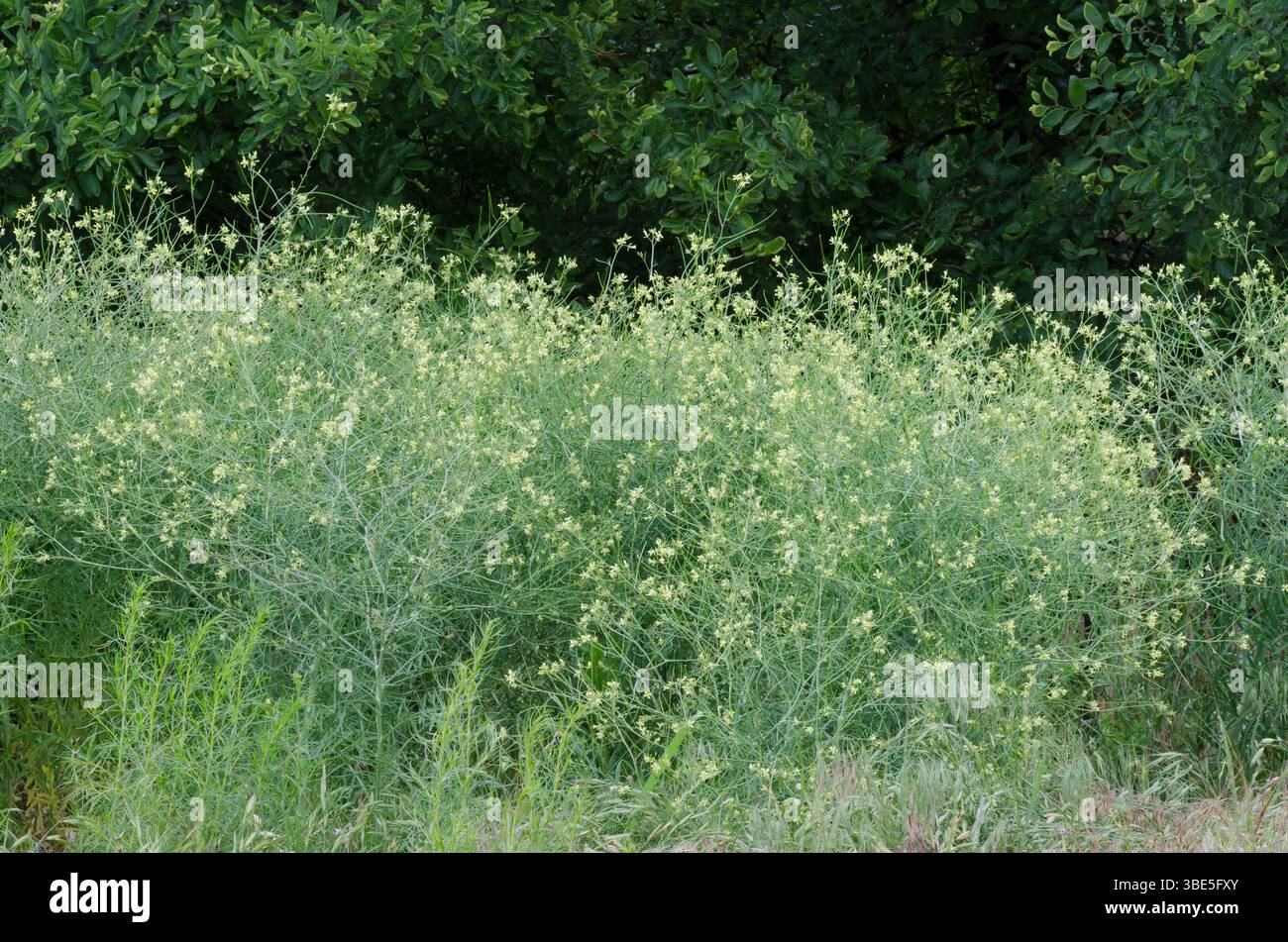 Spreading wild hi-res stock photography and images - Alamy