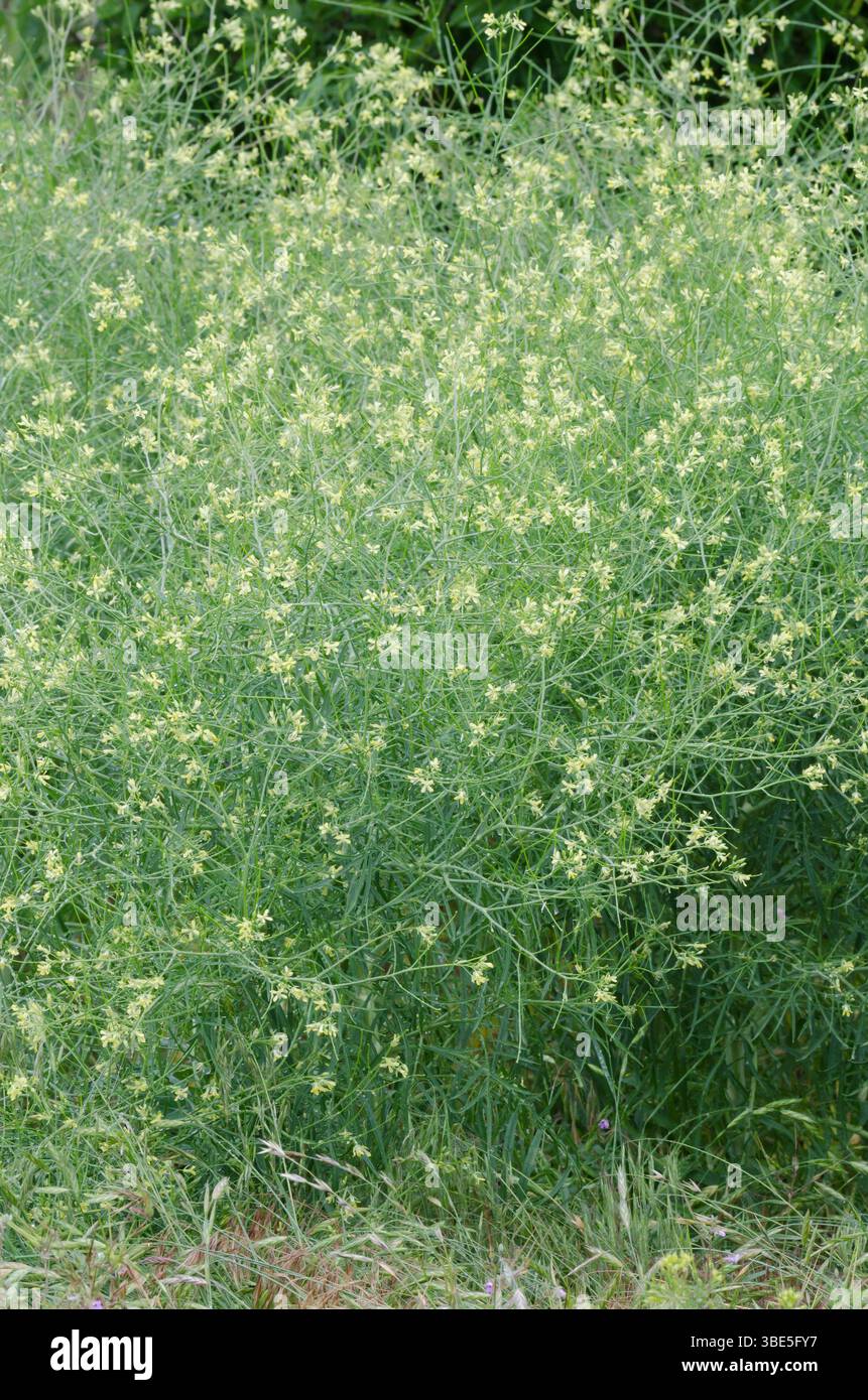 Spreading Wallflower, Erysimum repandum Stock Photo - Alamy