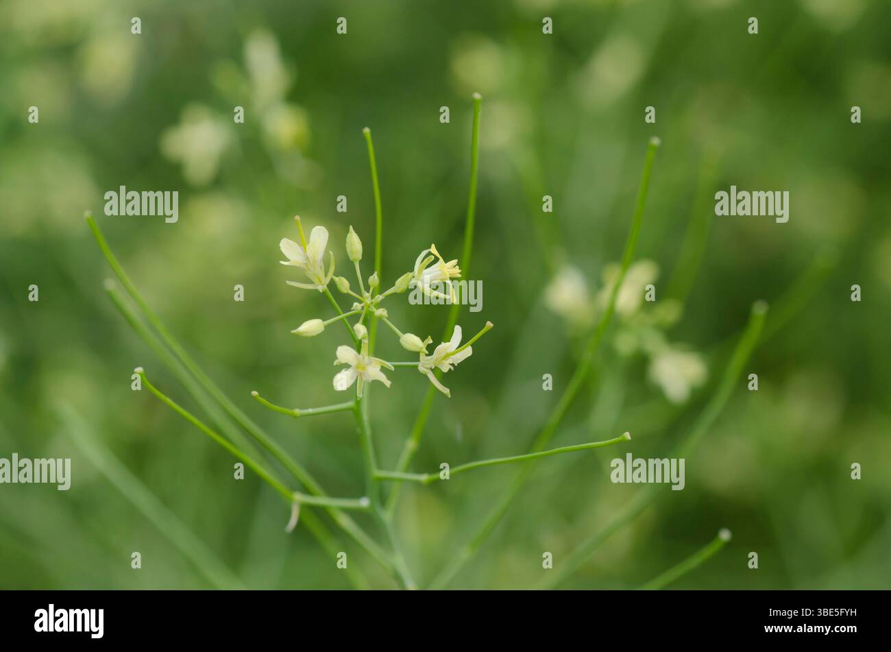 Spreading Wallflower, Erysimum repandum Stock Photo - Alamy