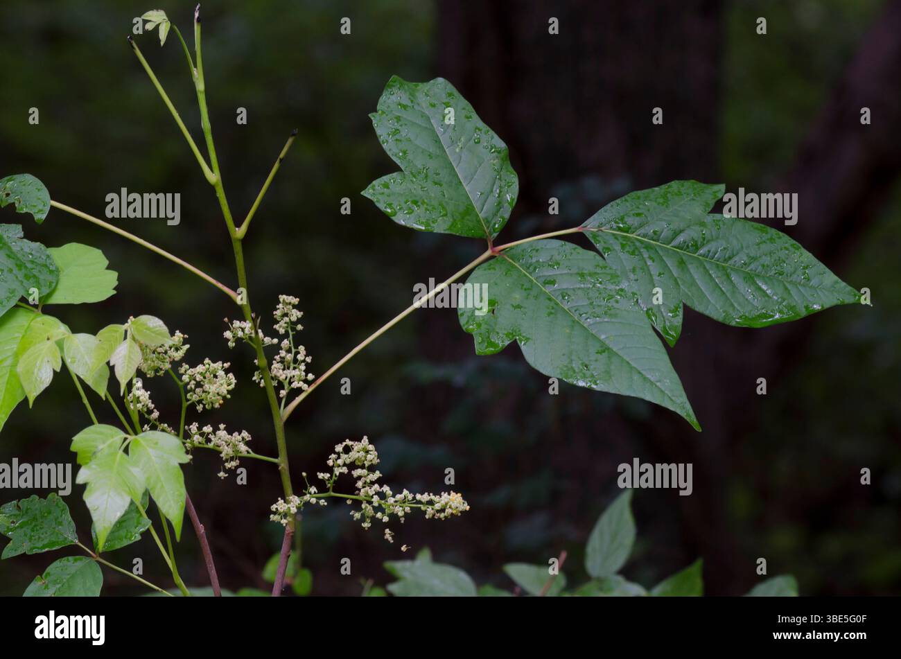 Poison Ivy, Toxicodendron radicans, in bloom Stock Photo - Alamy