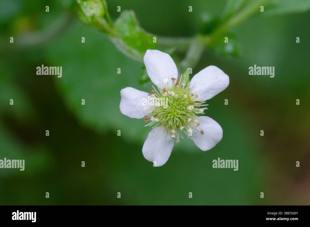 White Avens, Geum canadense Stock Photo - Alamy