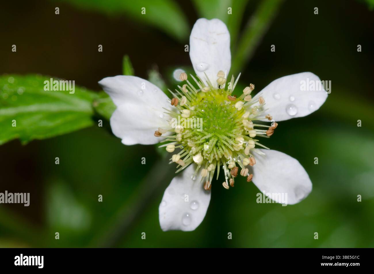 White Avens, Geum canadense Stock Photo - Alamy