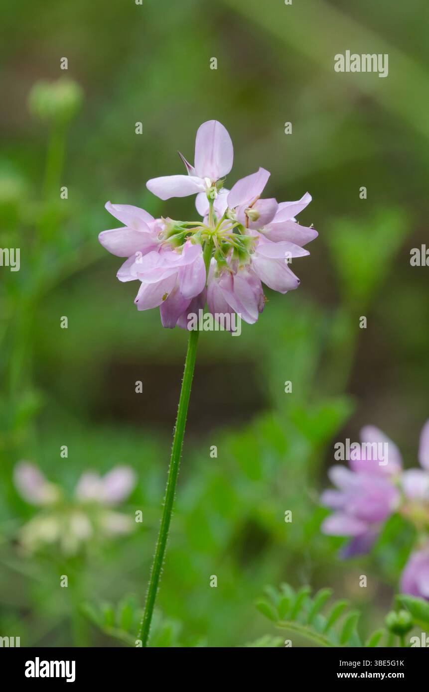 Purple crown vetch flowers hi-res stock photography and images - Alamy