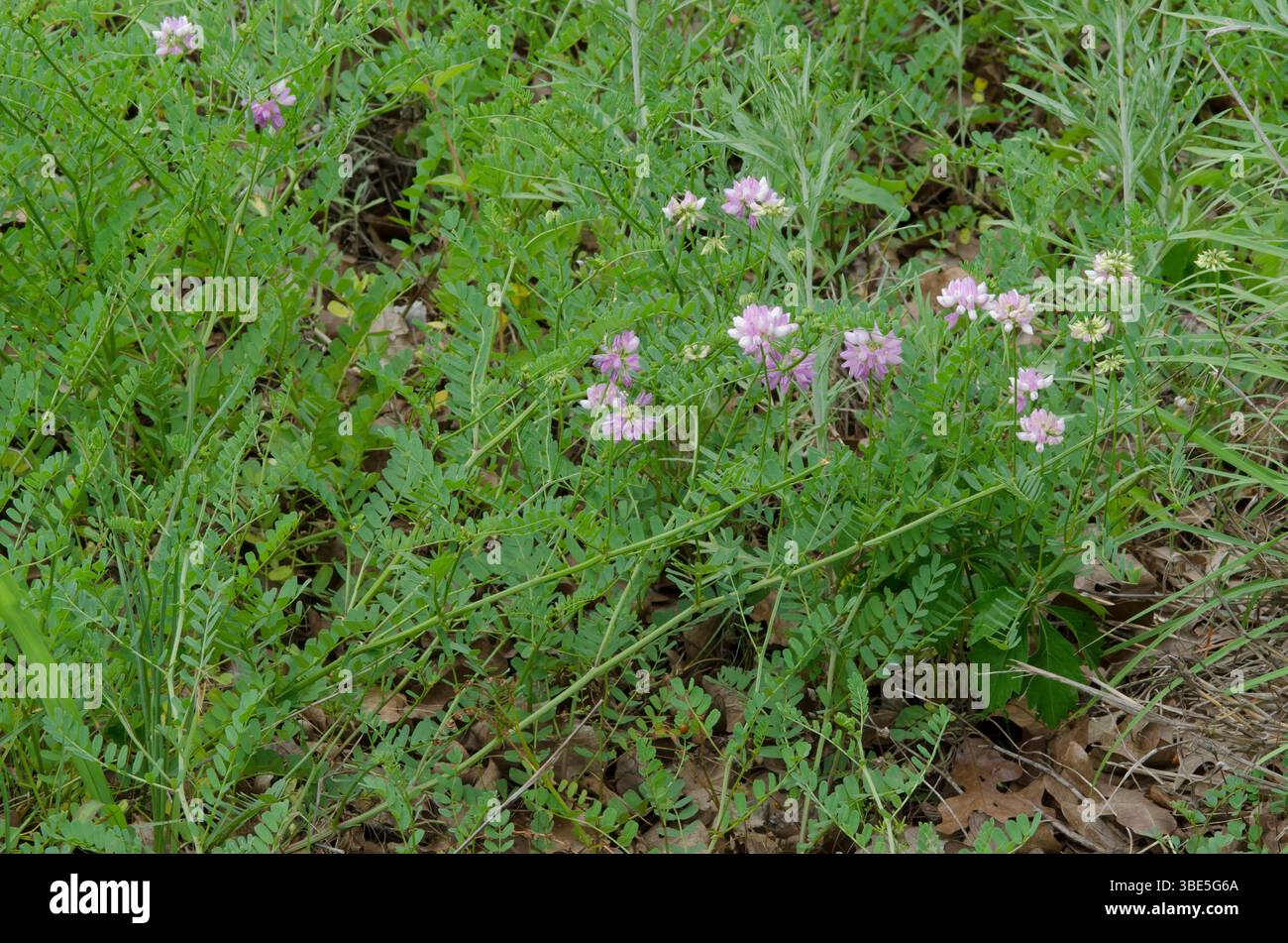 Purple crown vetch flowers hi-res stock photography and images - Alamy