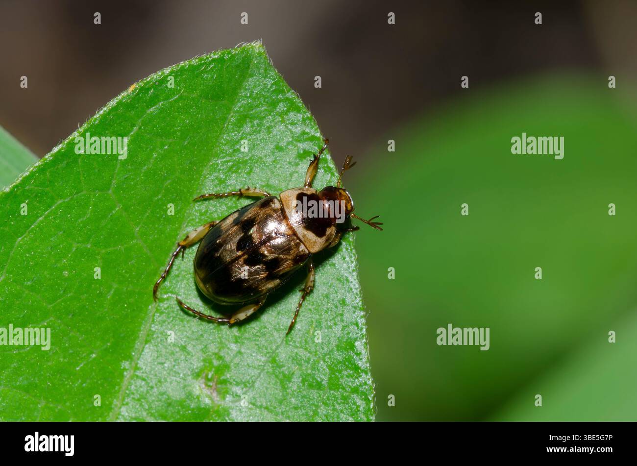 Shining Leaf Chafer, Anomala sp Stock Photo - Alamy