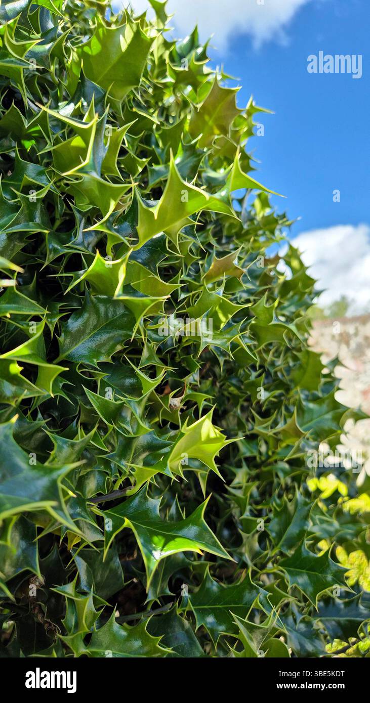 Holly texture hi-res stock photography and images - Alamy