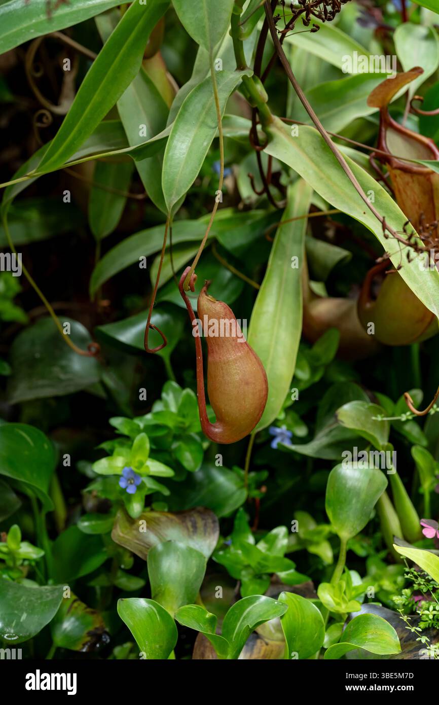 A fascinating Nepenthes pitcher plant nestled among vibrant green ...
