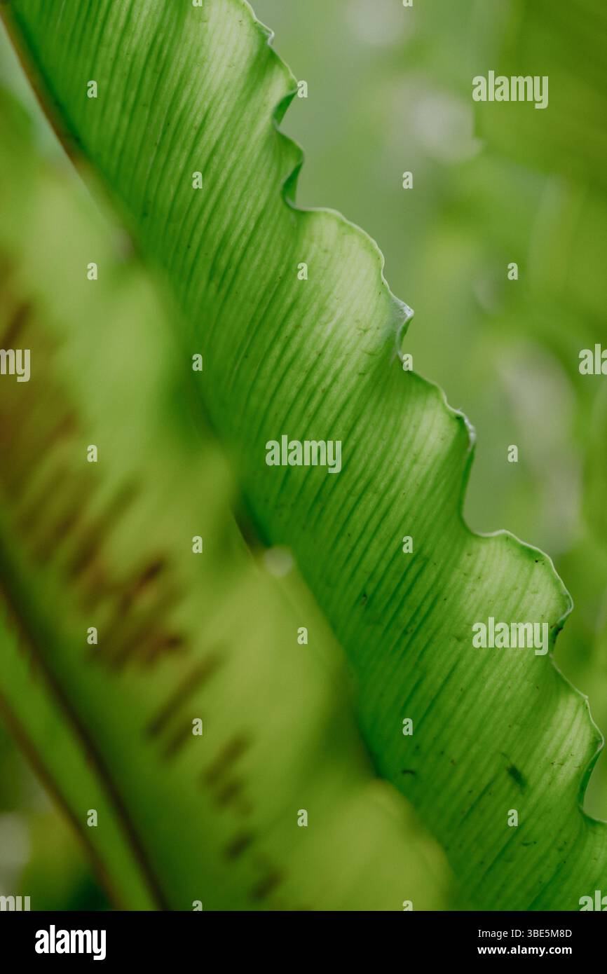 A detailed close-up image captures the rich green textures and natural ...