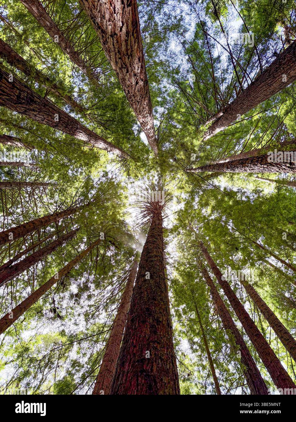Upward view of towering redwood trees, their trunks reaching skyward ...