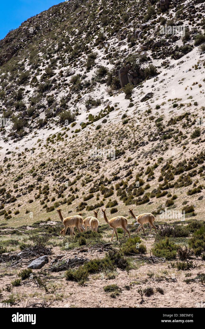 A herd of vicunas grazes peacefully on the rugged sloping terrain of ...