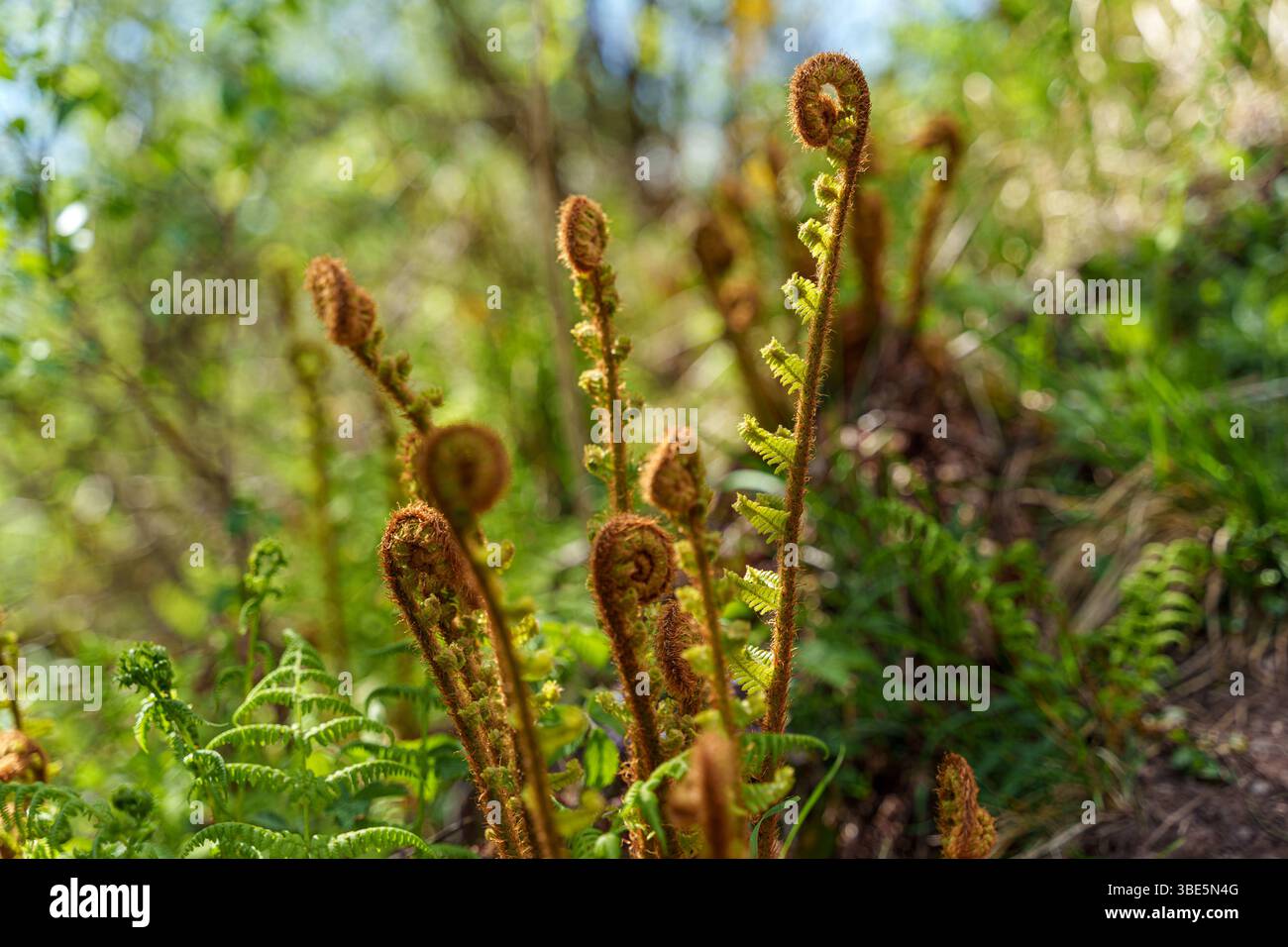 Greenock, Scotland, United Kingdom - 3 May 2025: Young shoots of the ...