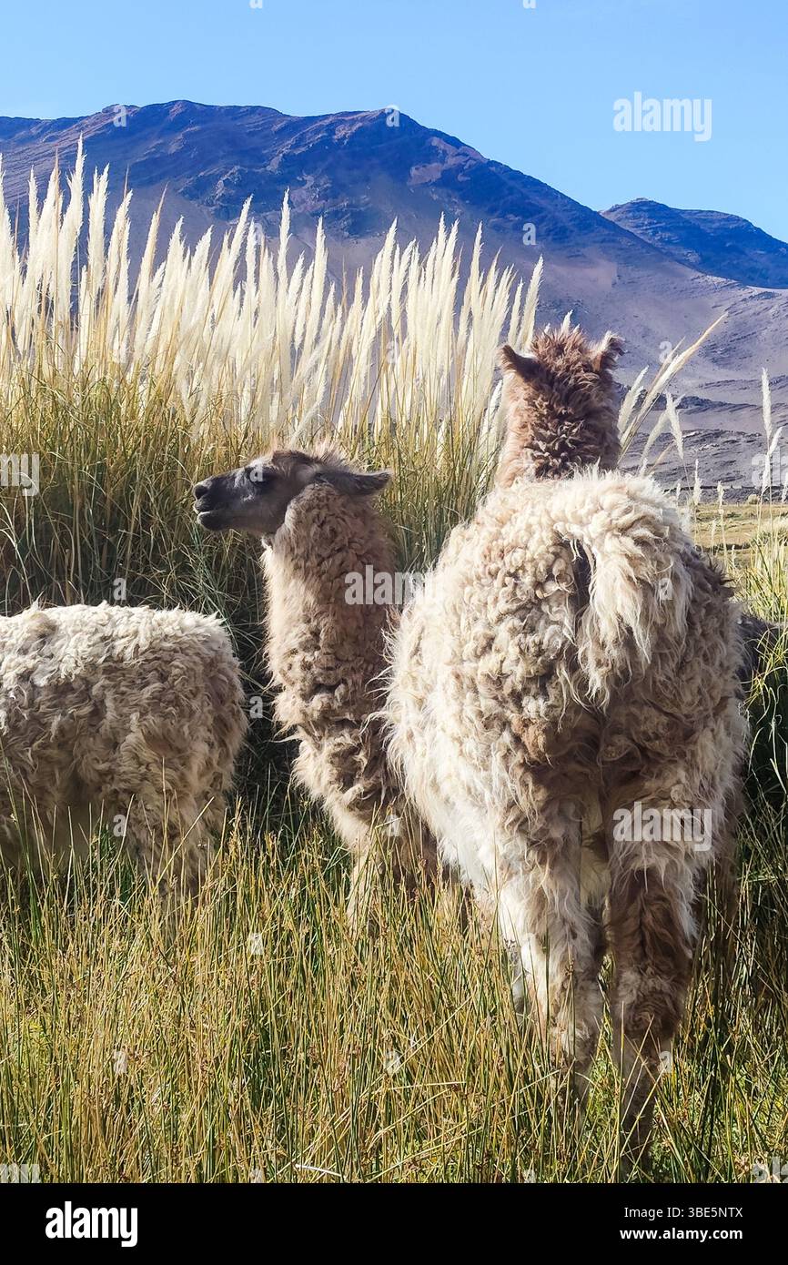 Woolly llamas graze amidst tall grasses in the breathtaking landscapes ...