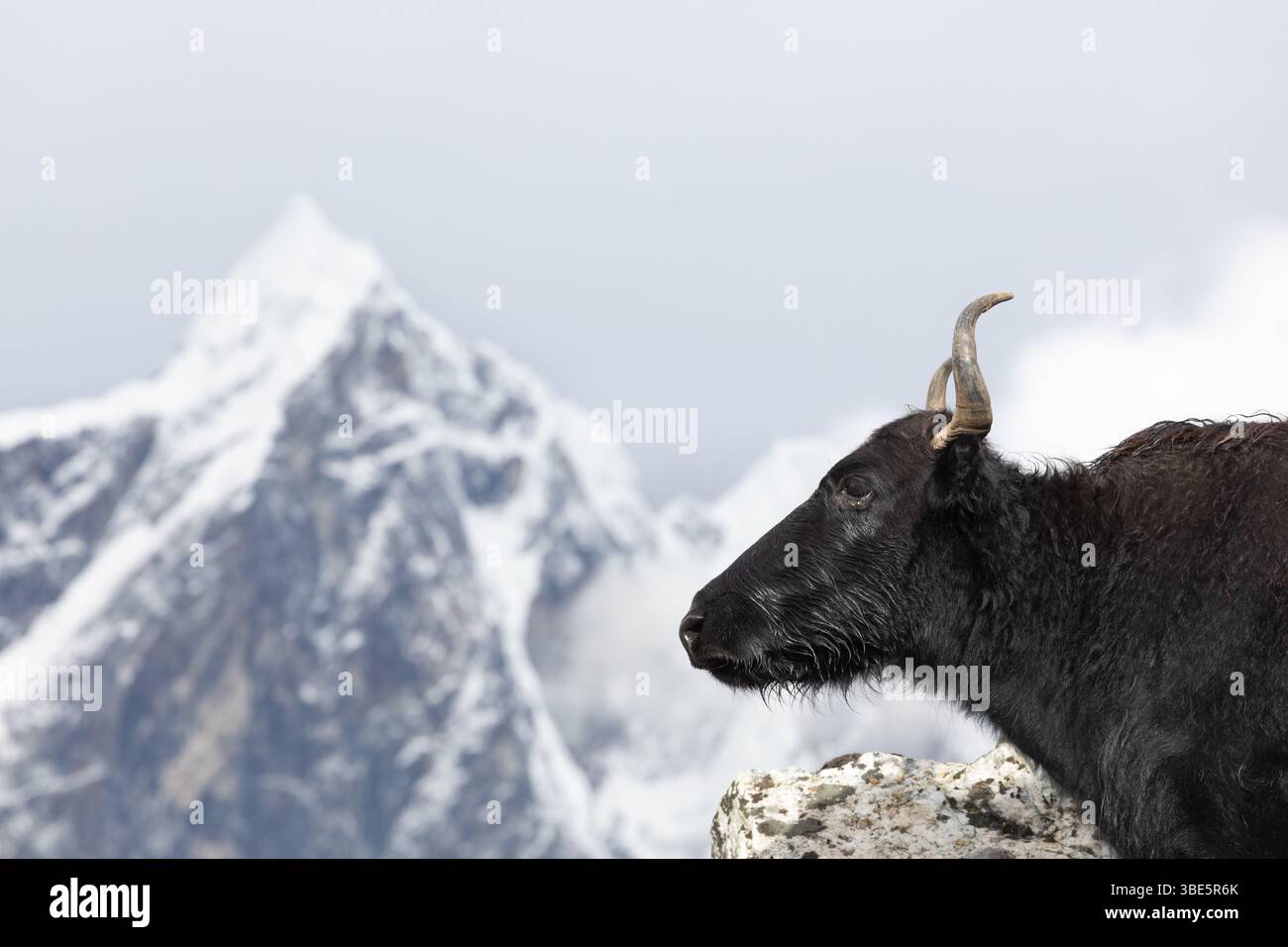 A majestic yak stands prominently against the breathtaking backdrop of ...