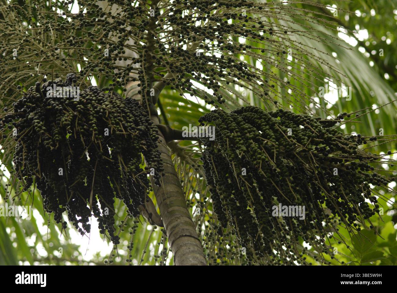 Clusters of açaí berries (Euterpe oleracea) ripen on tall palm trunks ...