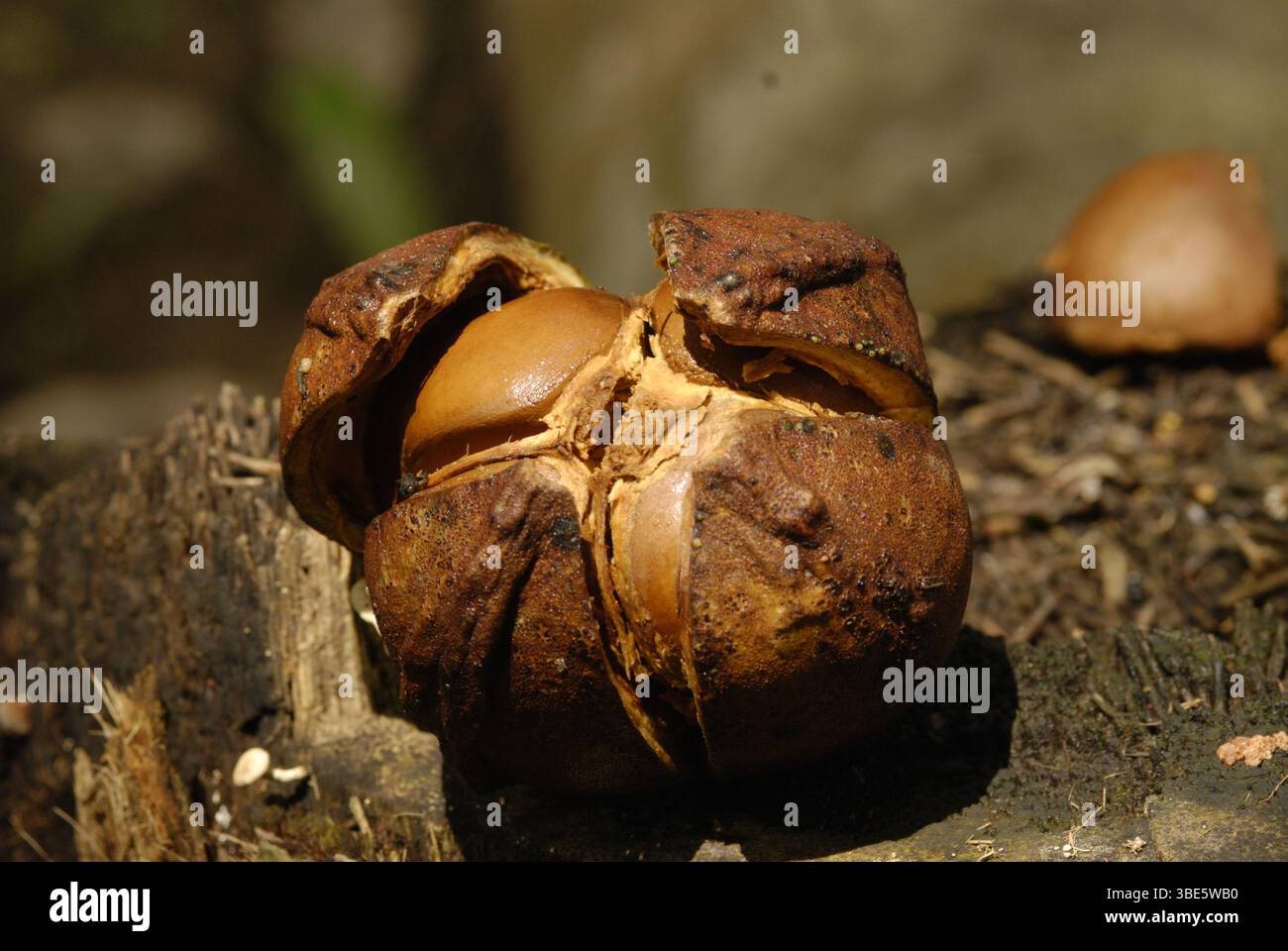 Andiroba fruit hi-res stock photography and images - Alamy