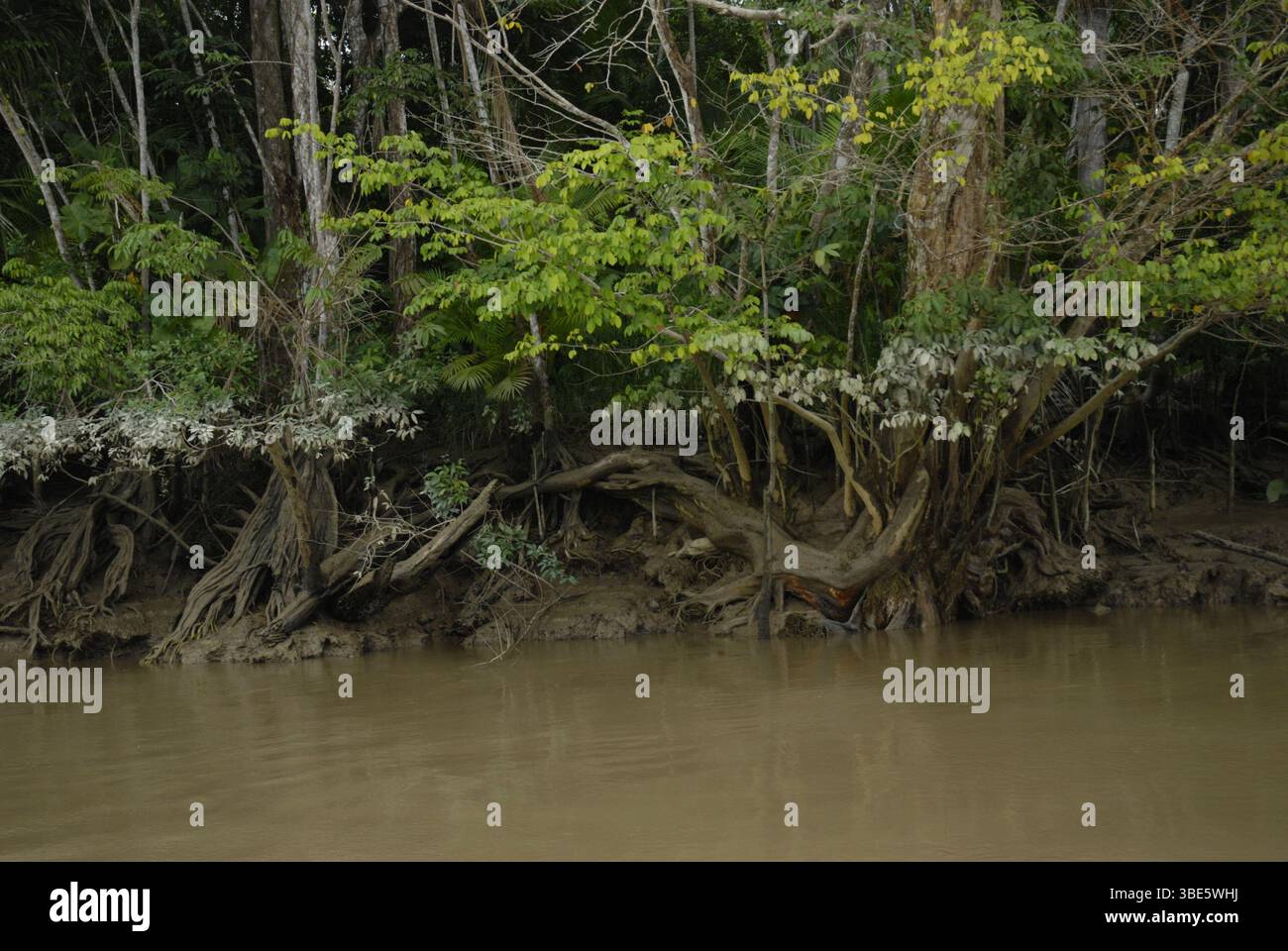 Aquatic terrestrial interface hi-res stock photography and images - Alamy