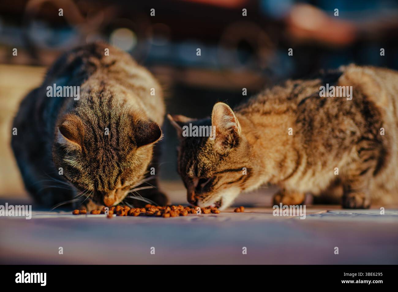 Two homeless cats eat dry hi-res stock photography and images - Alamy