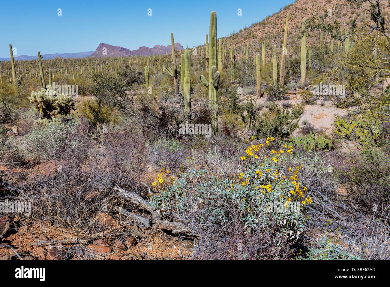 Desert wildflowers and various types of cacti along a trail at the ...