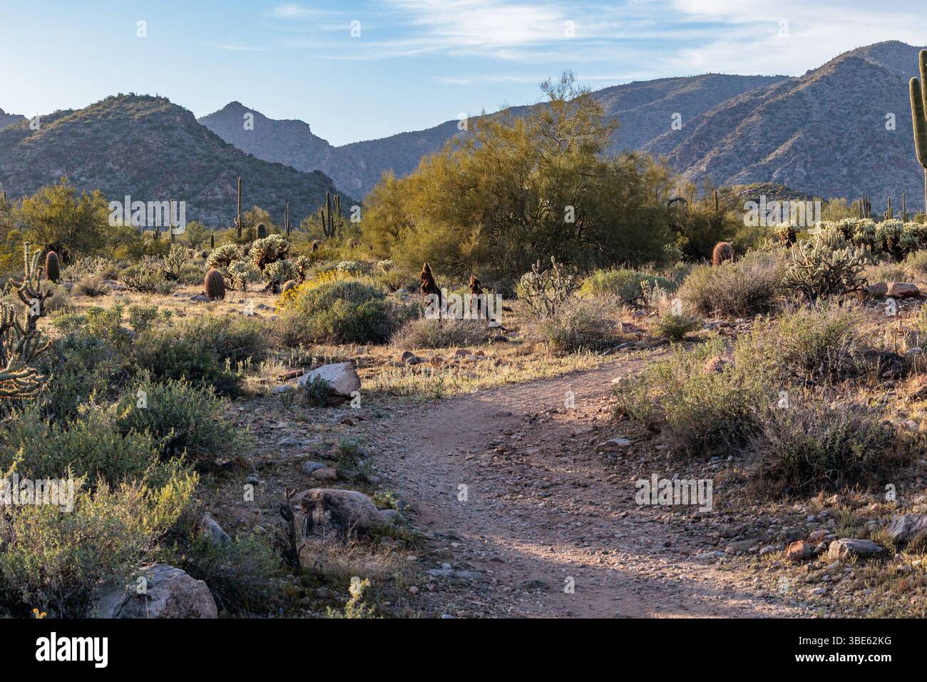 Hiking trail passes a variety of native cacti at the White Tank ...