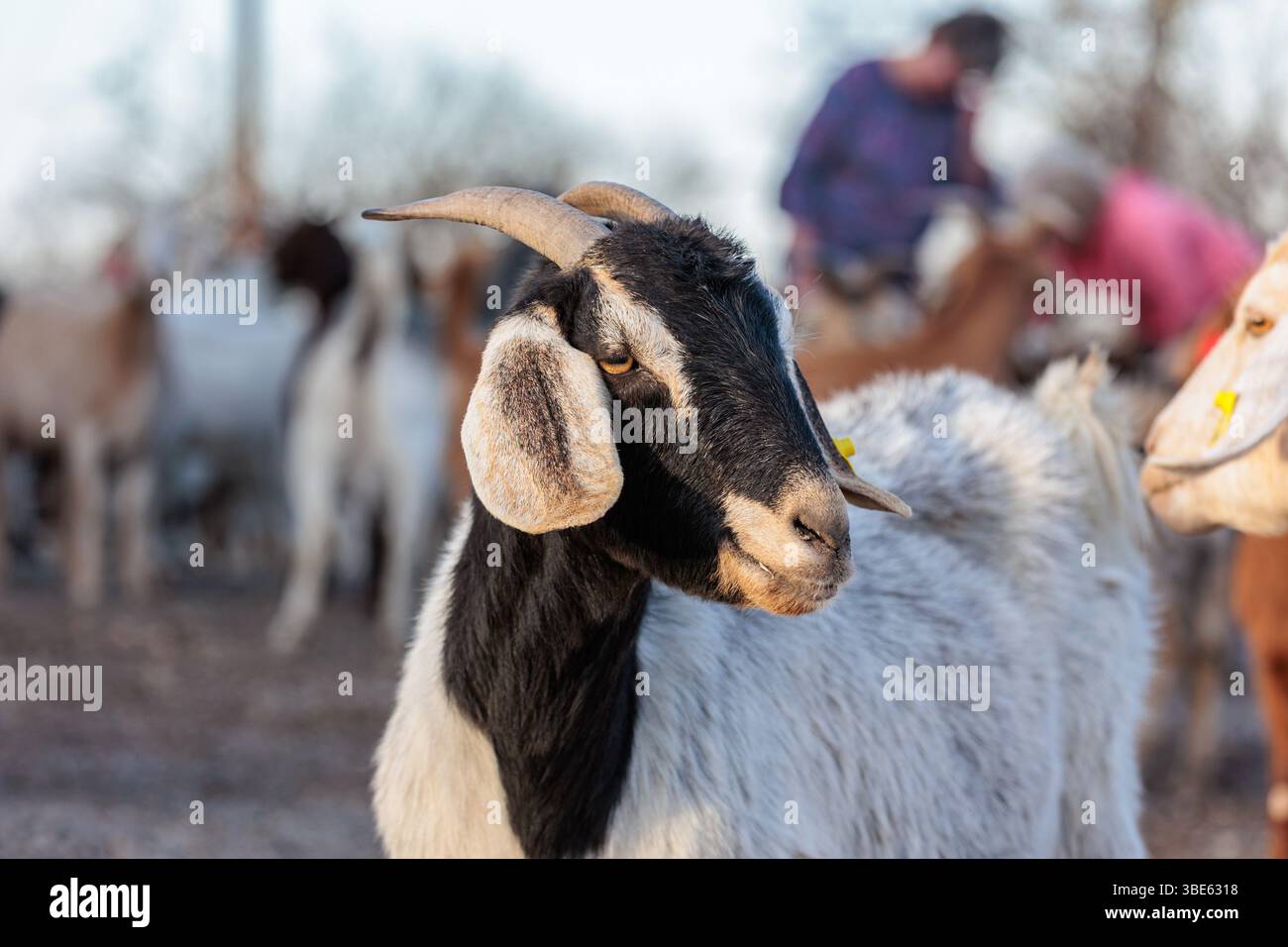 Domesticated goat livestock raised for meat producion on a ranch in ...