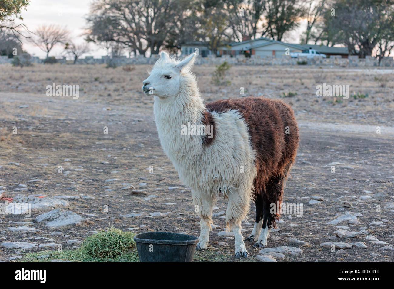 Domesticated alpaca livestock helps to protect goats from predators on ...
