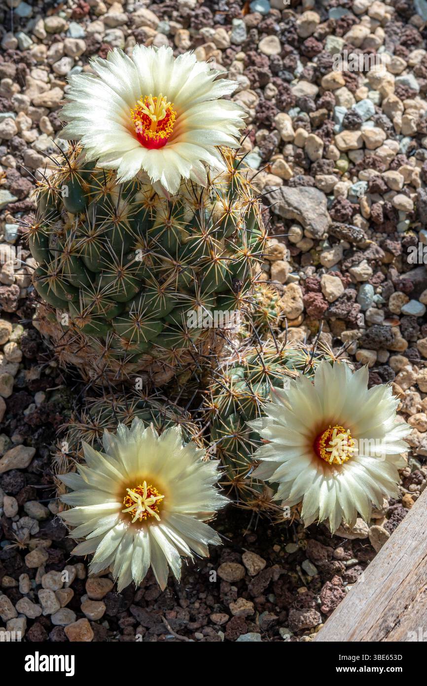 Coryphantha pallida calipensis in the Hill Garden (German: Berggarten ...