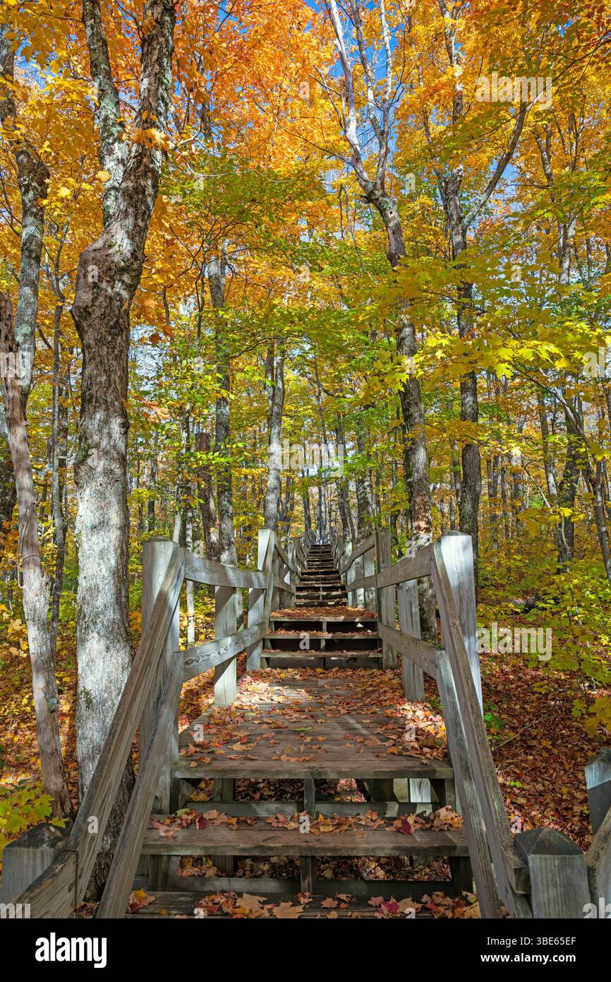 Leaf covered boardwalk hi-res stock photography and images - Alamy