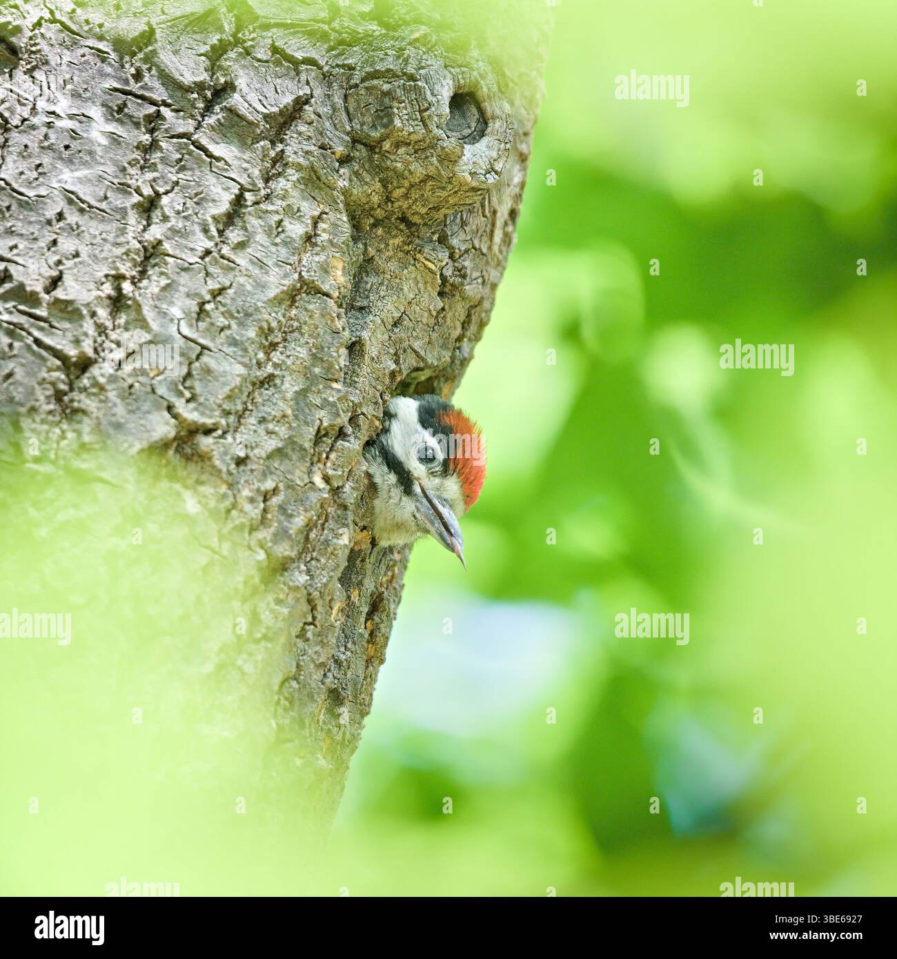 Dendrocopos major aka Great Spotted Woodpecker baby is calling his mum ...