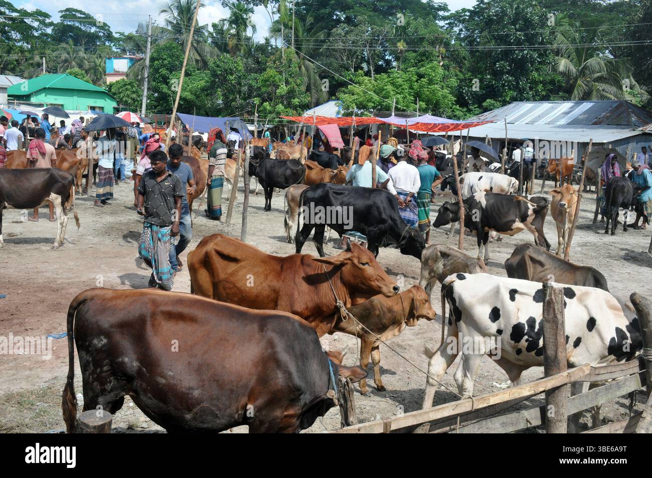 Pirojpur, Najirpur, Bangladesh. 27th May, 2025. May 27, 2025 Bangladesh ...