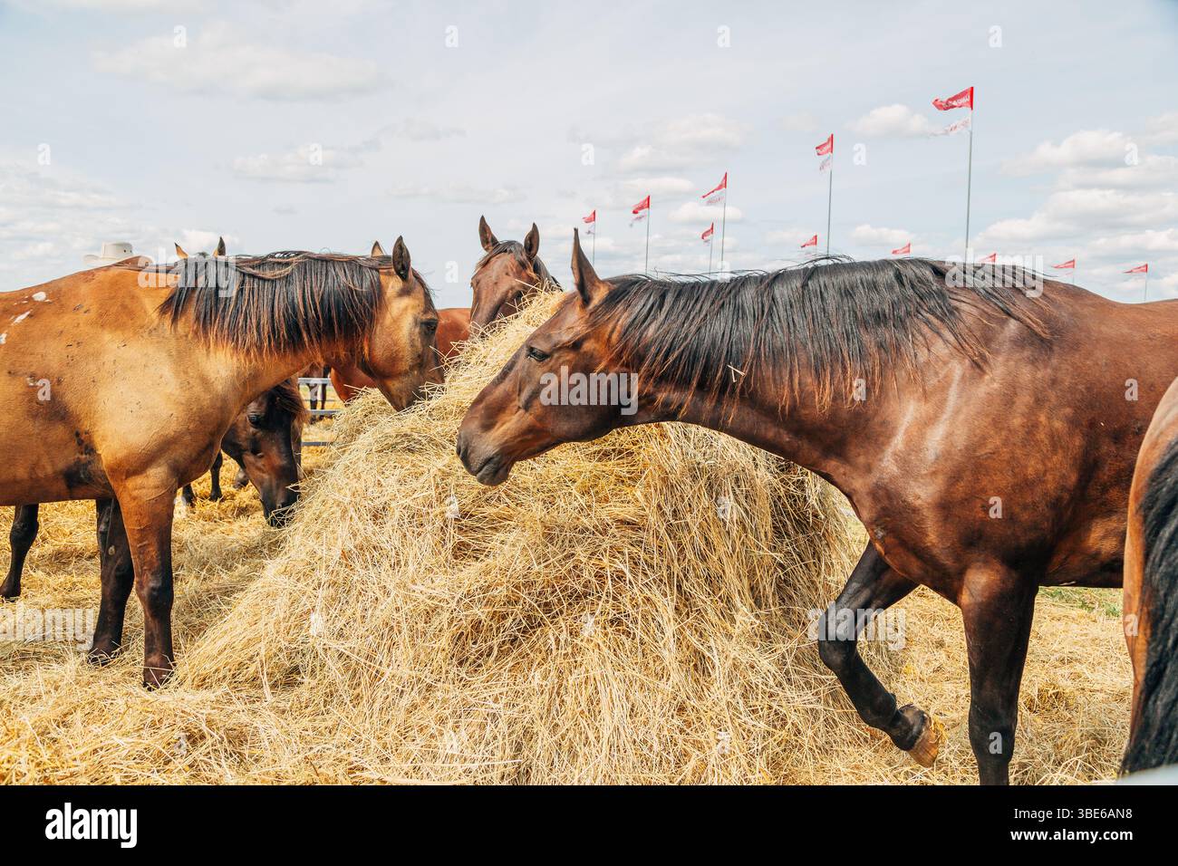 Portraits of Arabian stallions. Horses in a stall Stock Photo - Alamy