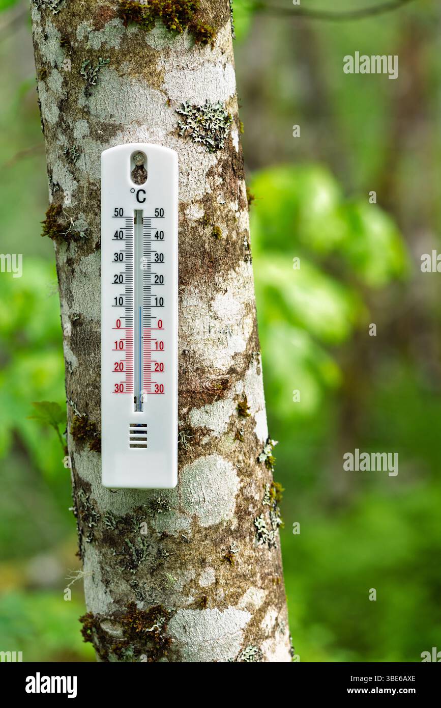A thermometer attached to a tree marks the temperature in a vibrant ...