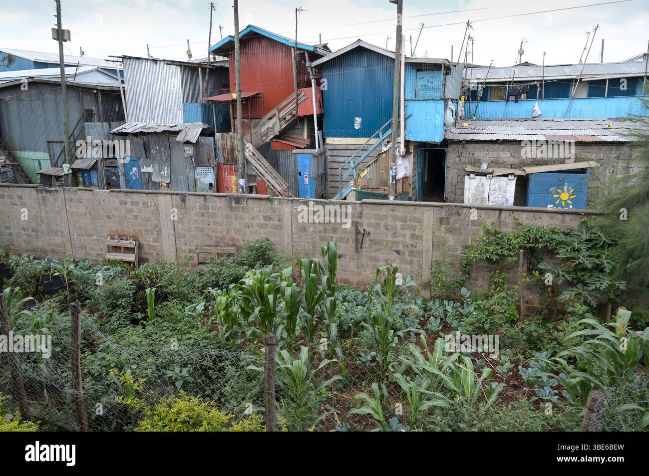 KENYA, Nairobi, slum Mukuru, urban gardening of vegetables Stock Photo ...