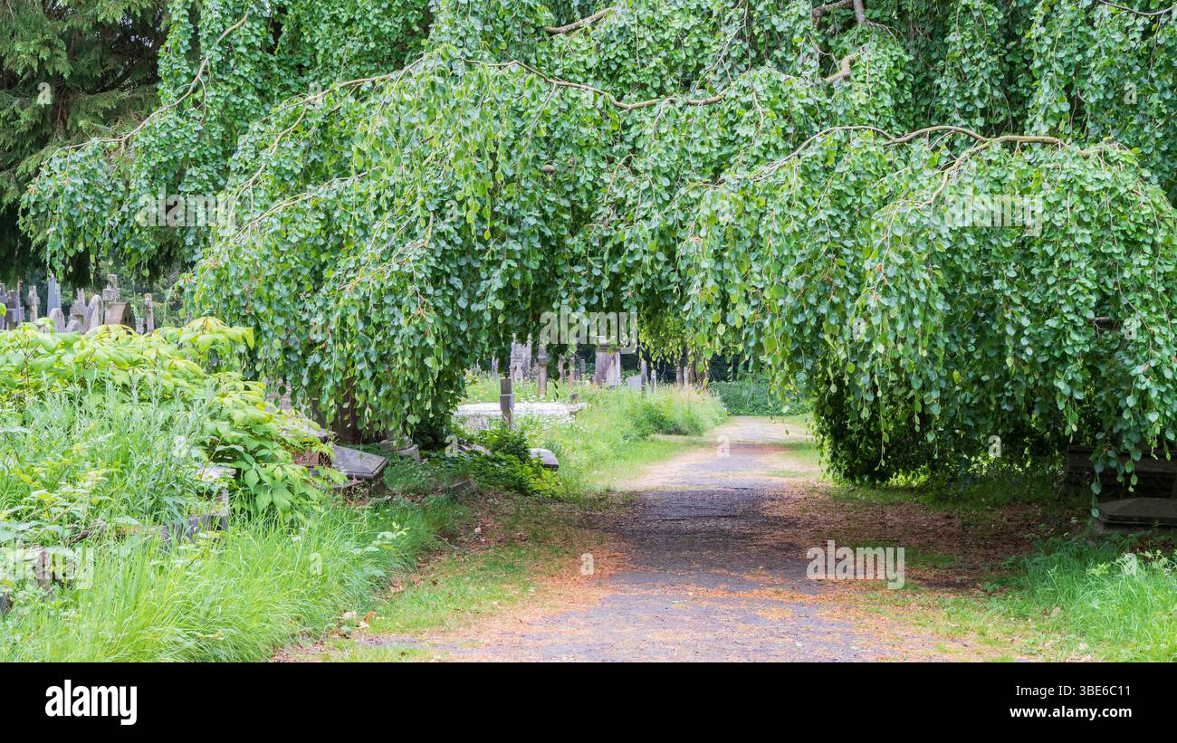 weeping beech tree in southampton old cemetery Stock Photo - Alamy