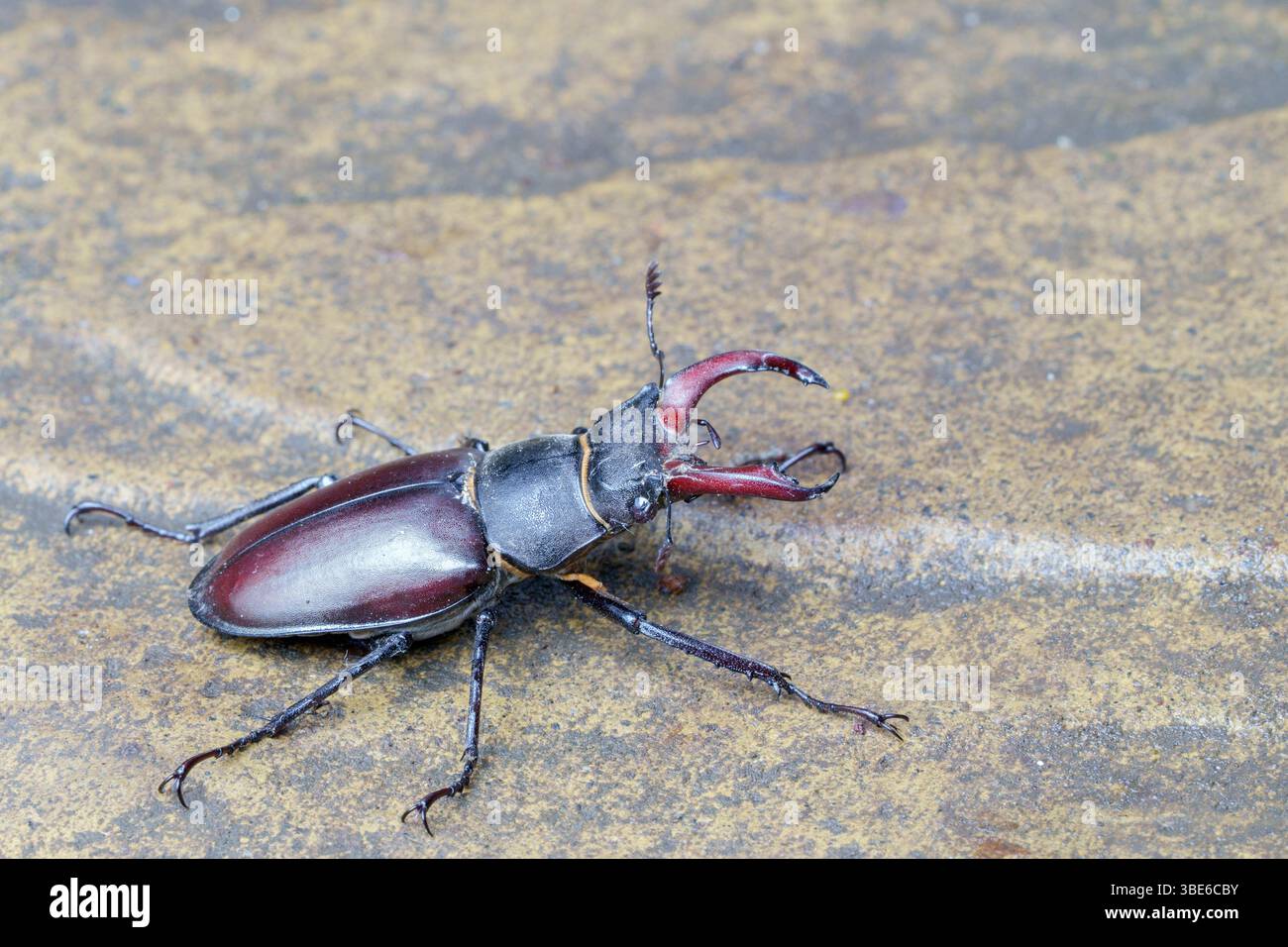 Male stag beetle Stock Photo - Alamy